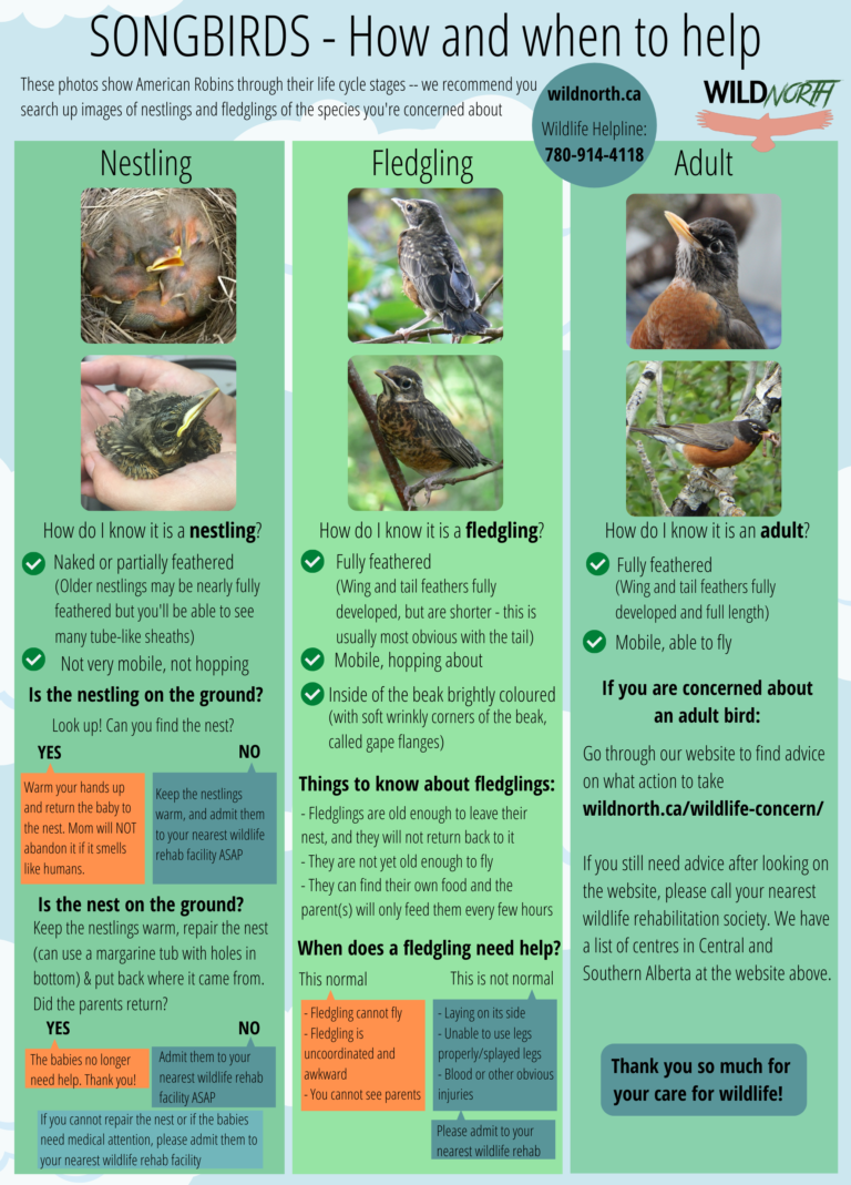Songbird Life Cycle Stages Infograph - WILDNorthWILDNorth